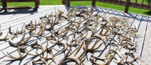 The Ethics of Hunting: Is Hunting Animal Cruelty?