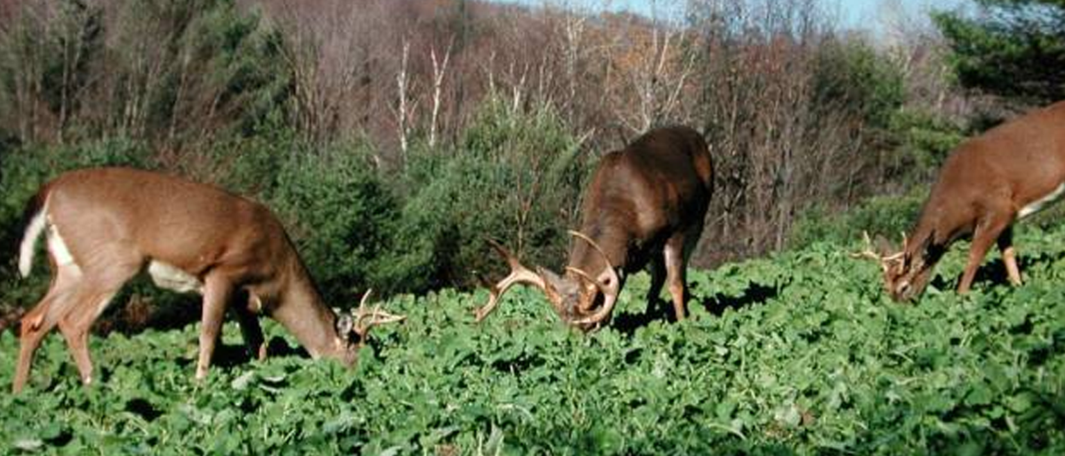 Best Deer Food Plots: Strategy That Attracts and Keeps Whitetail Deer