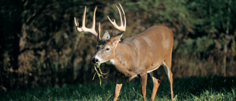 Best Deer Food Plots: Strategy That Attracts and Keeps Whitetail Deer
